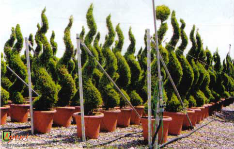 Agrumi Bespoke Topiary - What is Topiary?