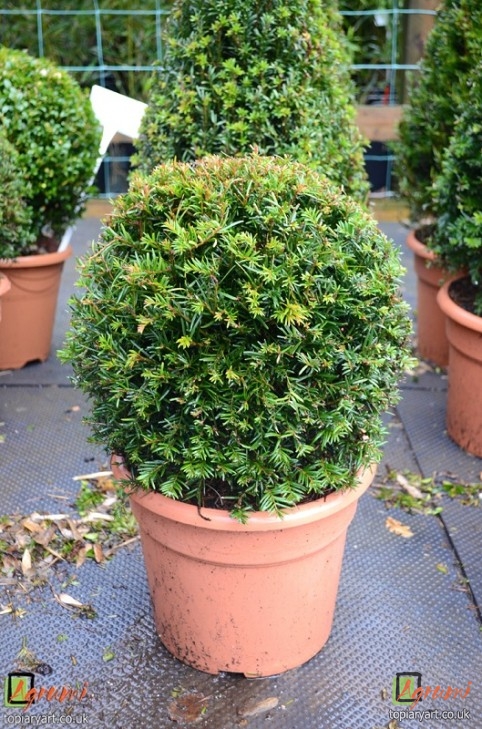 Bespoke topiary-Taxus baccata-Ball-Tree-Agrumi 4 - Bespoke topiary ...