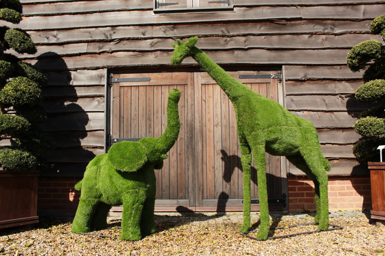 Choosing you topiary plant - Agrumi Bespoke Topiary