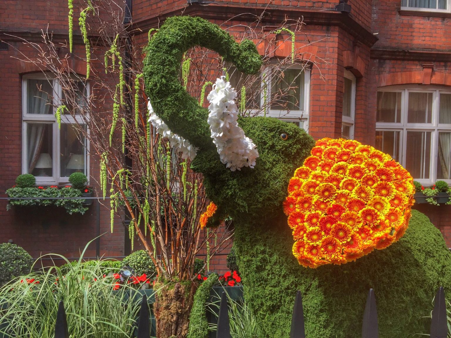 Choosing you topiary plant - Agrumi Bespoke Topiary